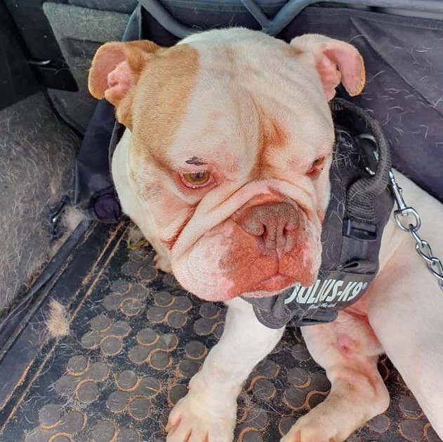 English Bulldogs in Foster - Geordie Bullies Springboard