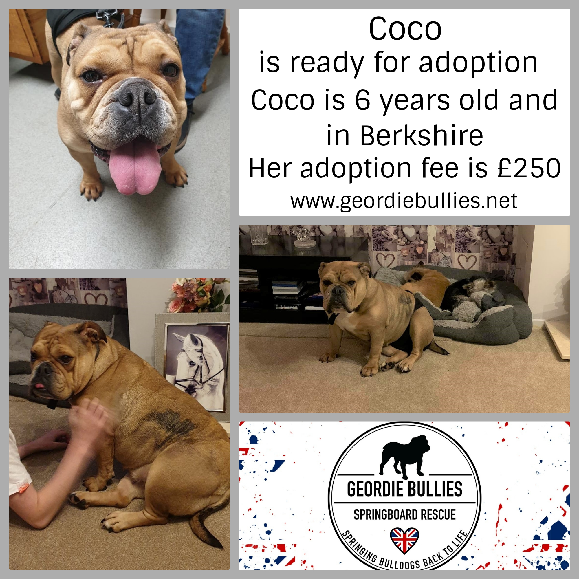 Coco - Now Adopted - Geordie Bullies Springboard