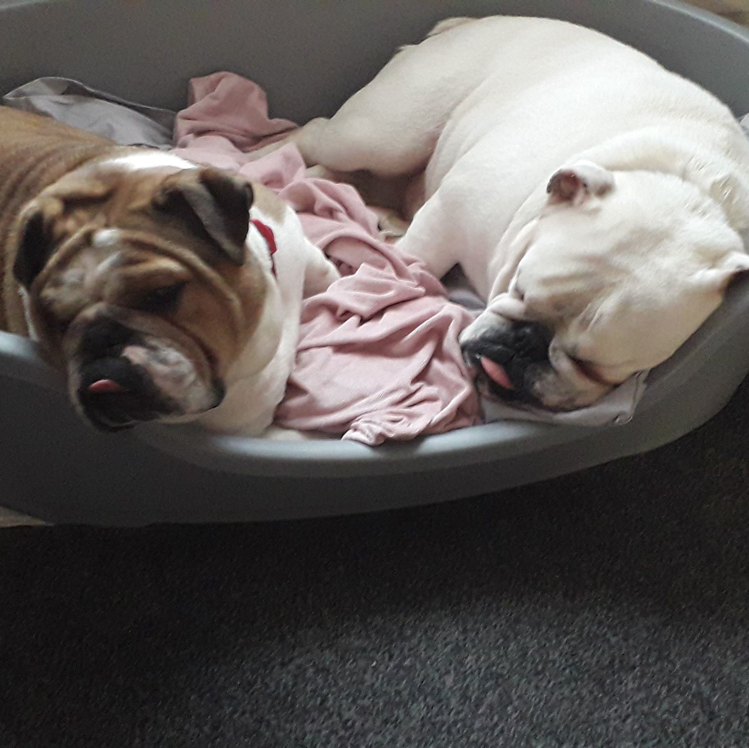 Hippo & Panda - Now Adopted - Geordie Bullies Springboard