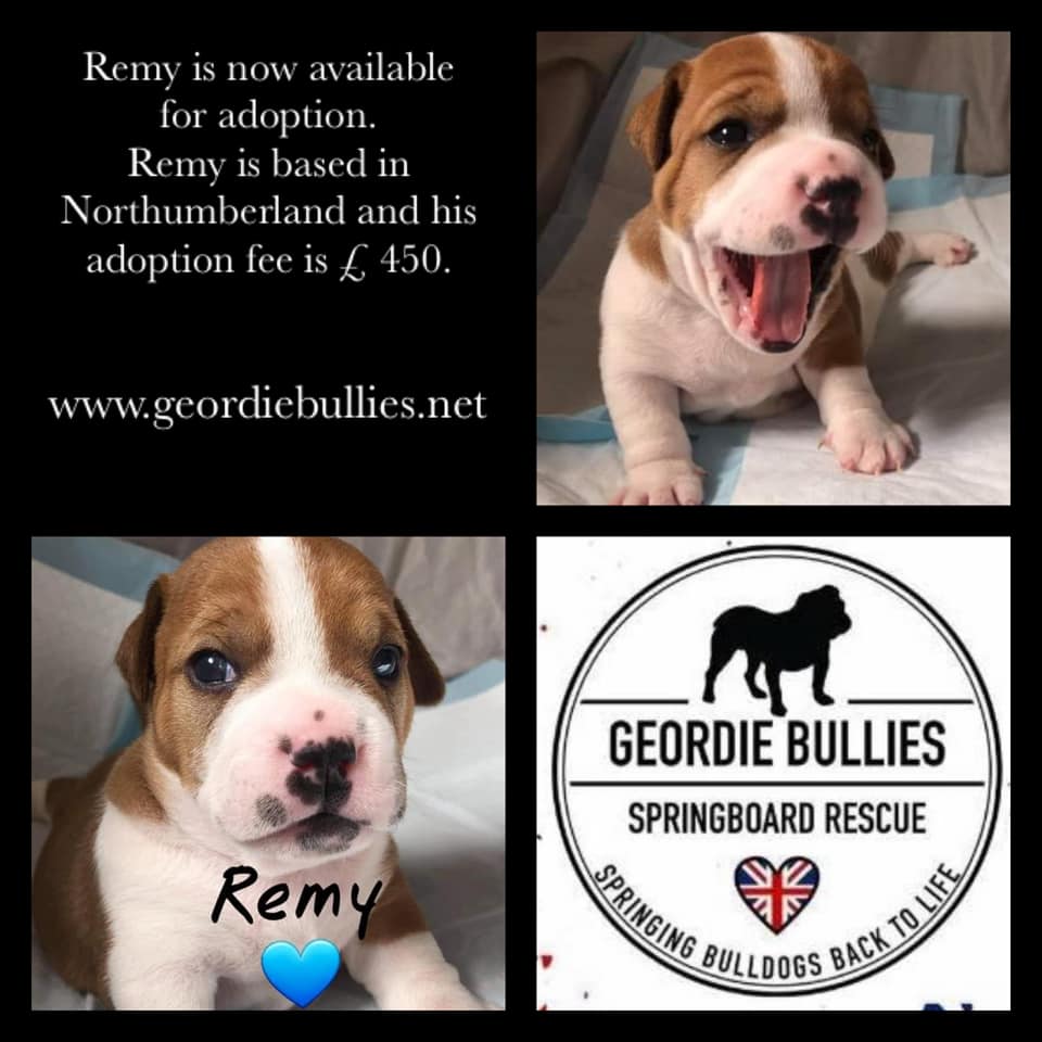 Remy - Now Adopted - Geordie Bullies Springboard