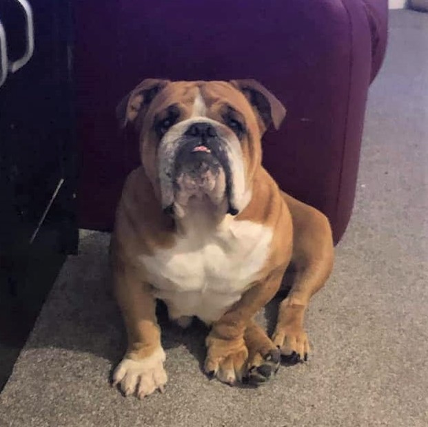 English Bulldogs in Foster - Geordie Bullies Springboard