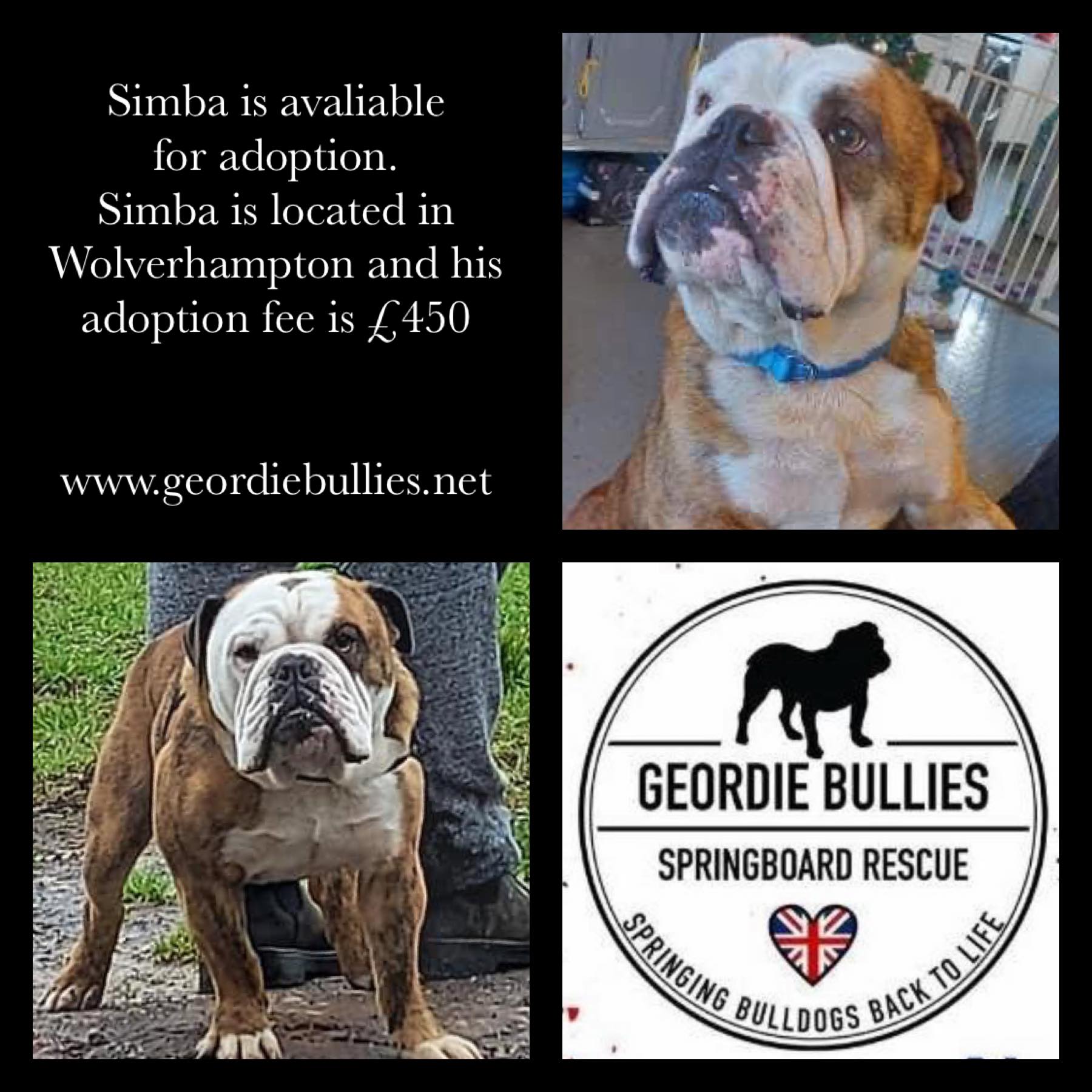 Simba - Now Adopted - Geordie Bullies Springboard