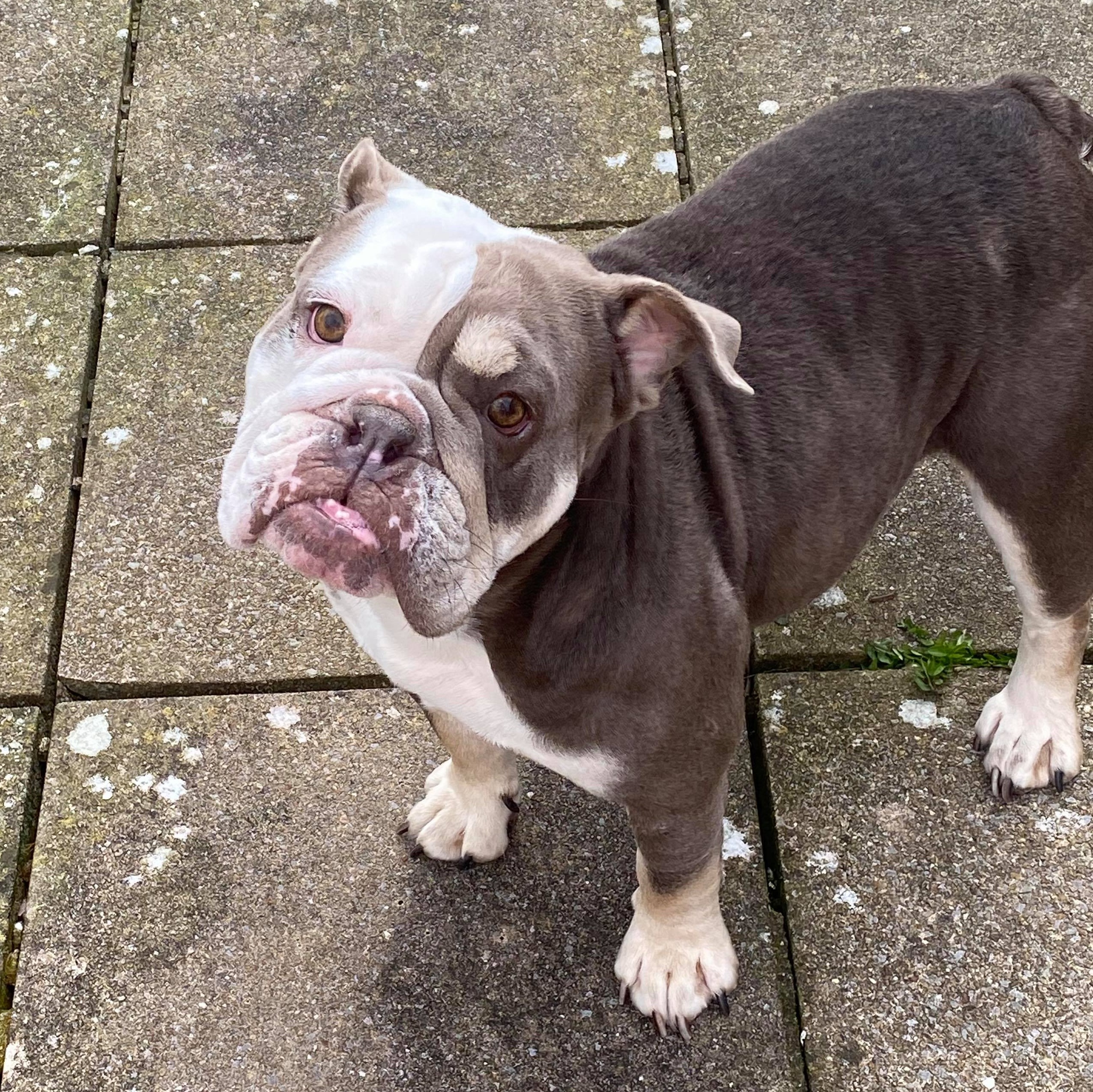 Badger - Now Adopted - Geordie Bullies Springboard