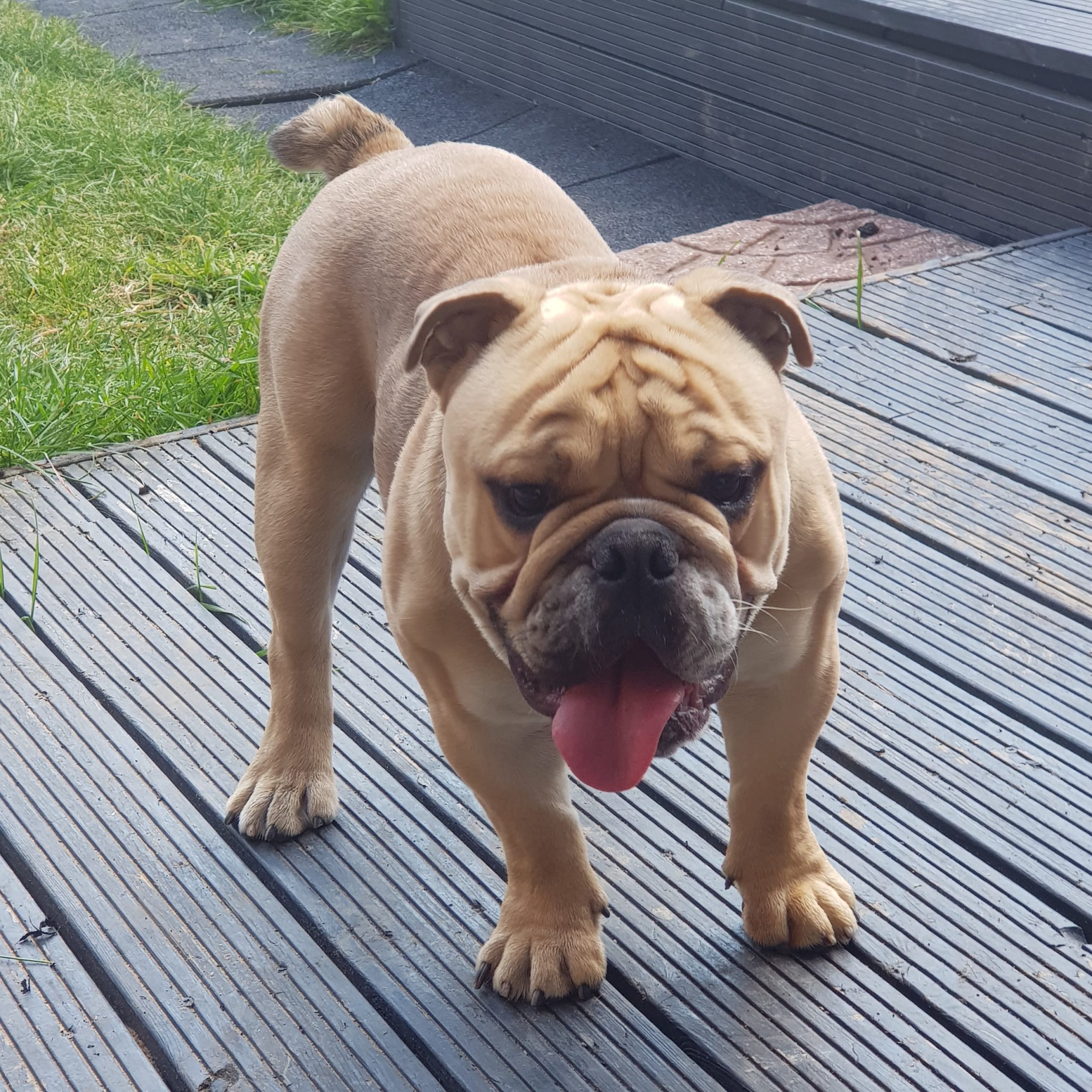 George - Now Adopted - Geordie Bullies Springboard