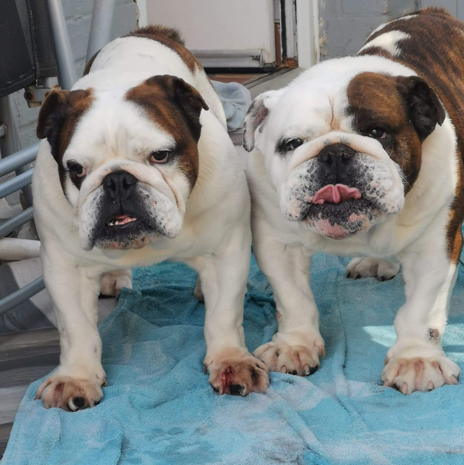 Ralph & George - Now Adopted - Geordie Bullies Springboard