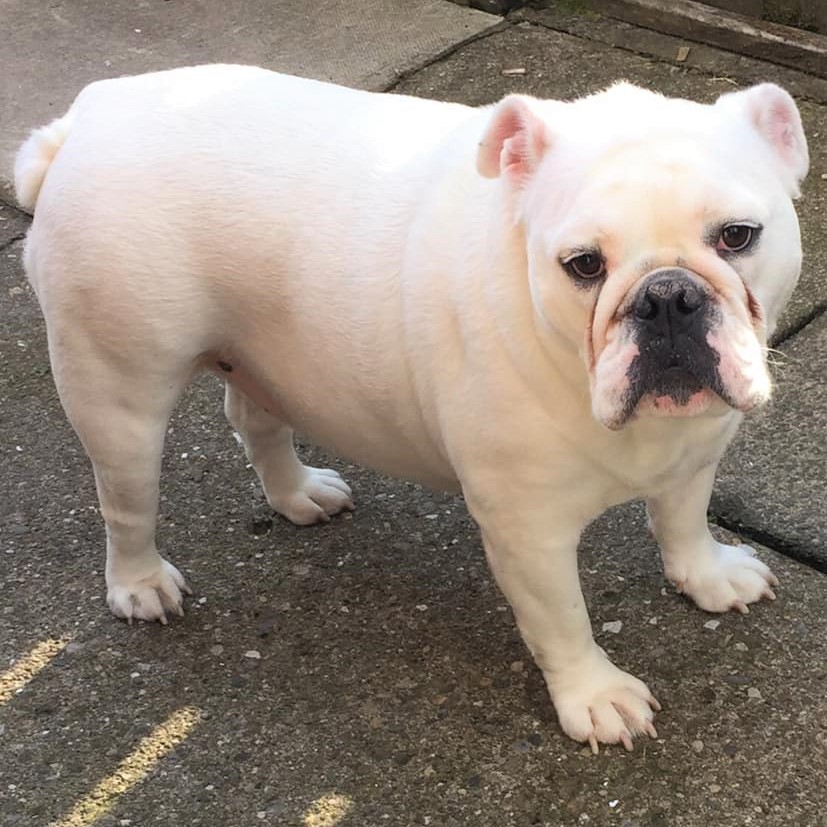 Lottie - Now Adopted - Geordie Bullies Springboard