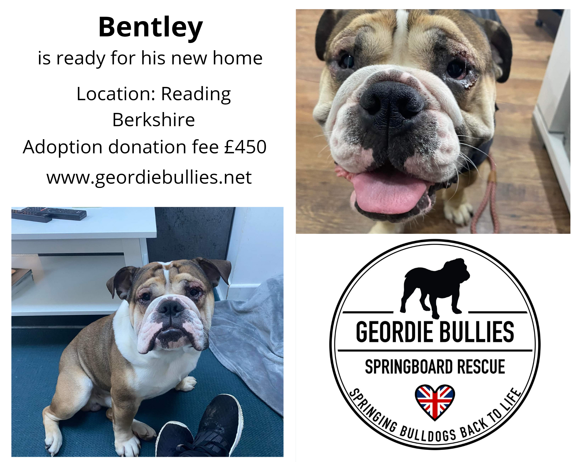 Bentley - Now adopted - Geordie Bullies Springboard