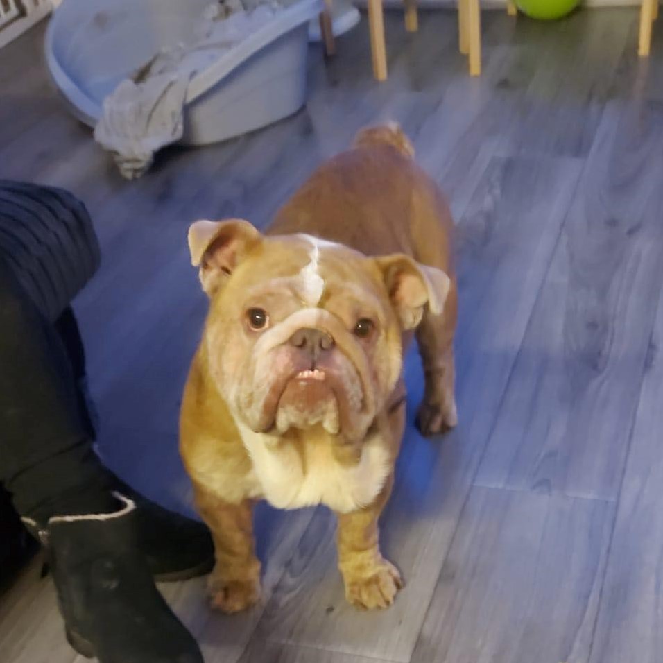 English Bulldogs in Foster - Geordie Bullies Springboard