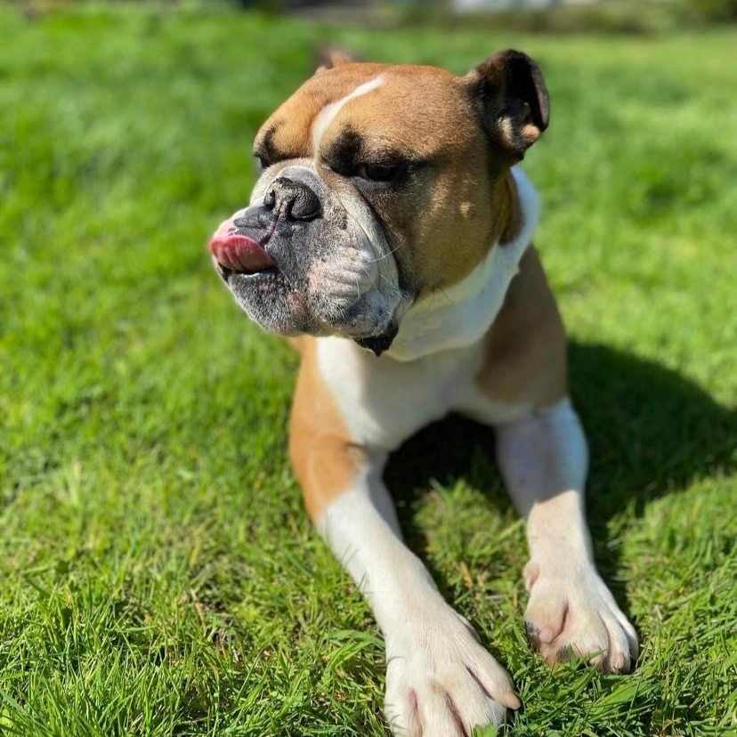 Buster - Sadly at Rainbow bridge - Geordie Bullies Springboard