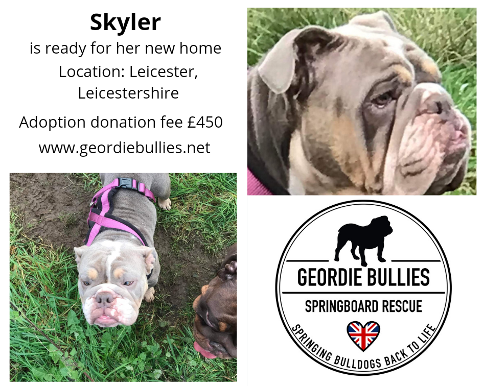 Skyler - Now Adopted! - Geordie Bullies Springboard