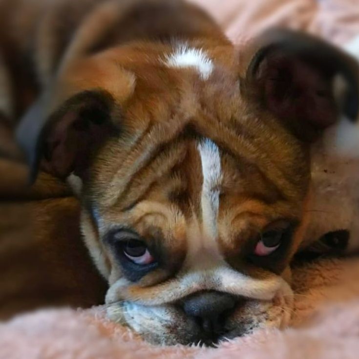 Myrtle - Sadly crossed the Rainbow Bridge! - Geordie Bullies Springboard