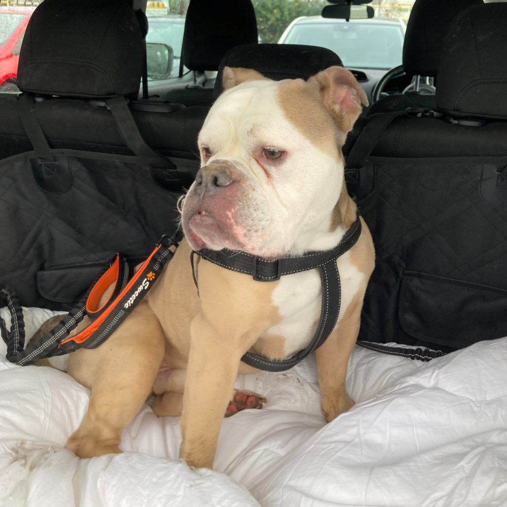 English Bulldogs in Foster - Geordie Bullies Springboard