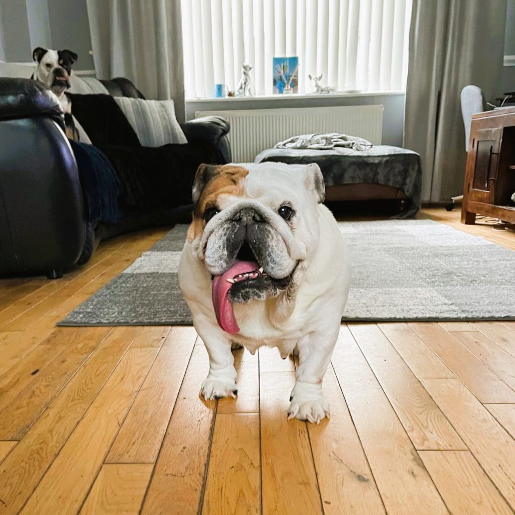 English Bulldogs in Foster - Geordie Bullies Springboard