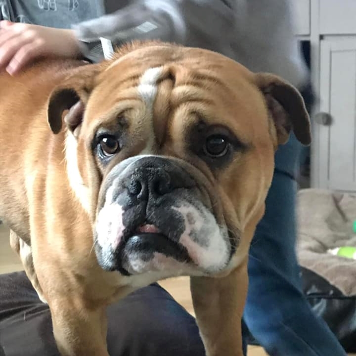 English Bulldogs in Foster - Geordie Bullies Springboard