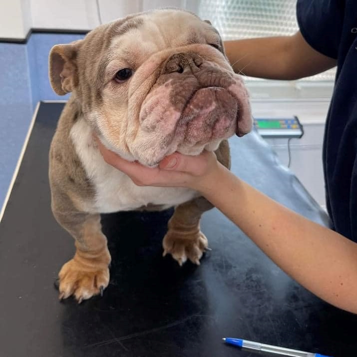 English Bulldogs in Foster - Geordie Bullies Springboard