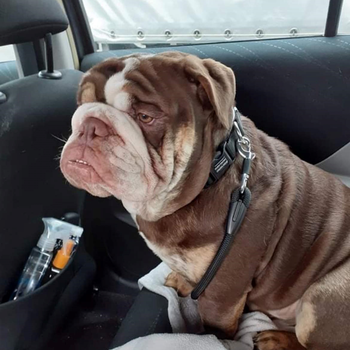 English Bulldogs in Foster - Geordie Bullies Springboard