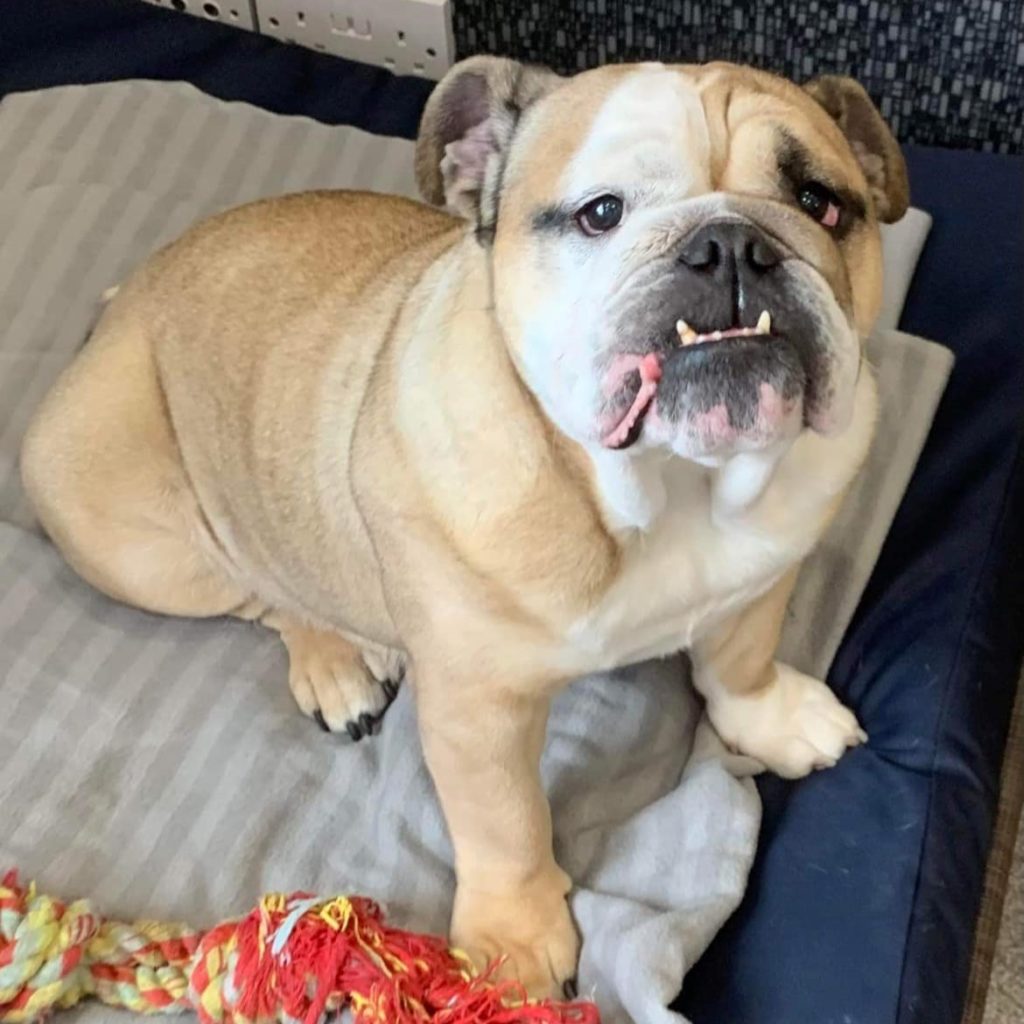 English Bulldogs in Foster - Geordie Bullies Springboard