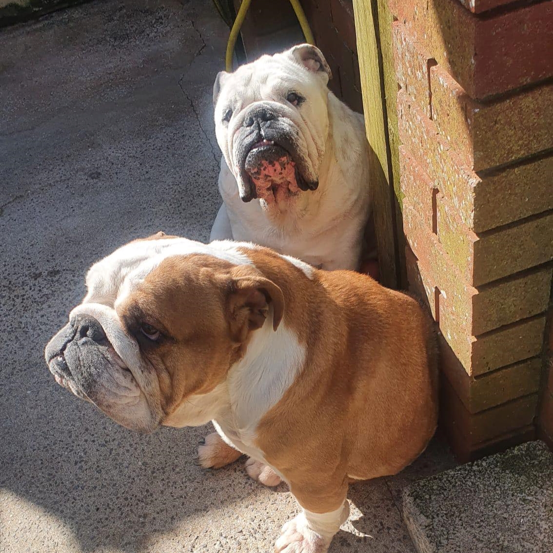 English Bulldogs Rescued by Geordie Bullies - Geordie Bullies Springboard