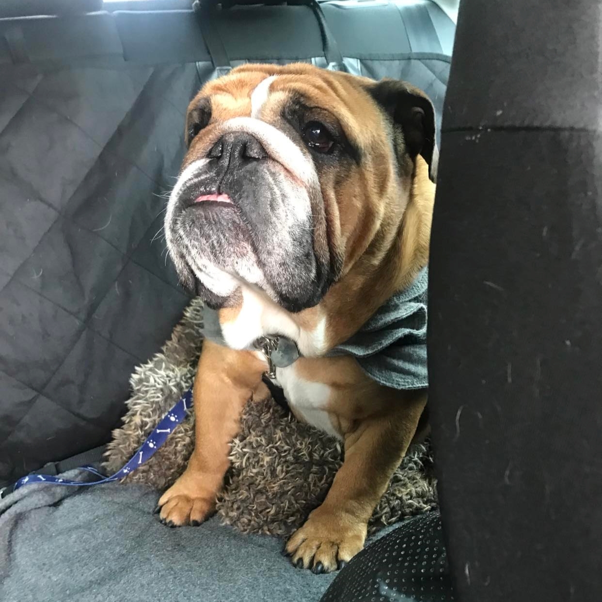 English Bulldogs in Foster - Geordie Bullies Springboard