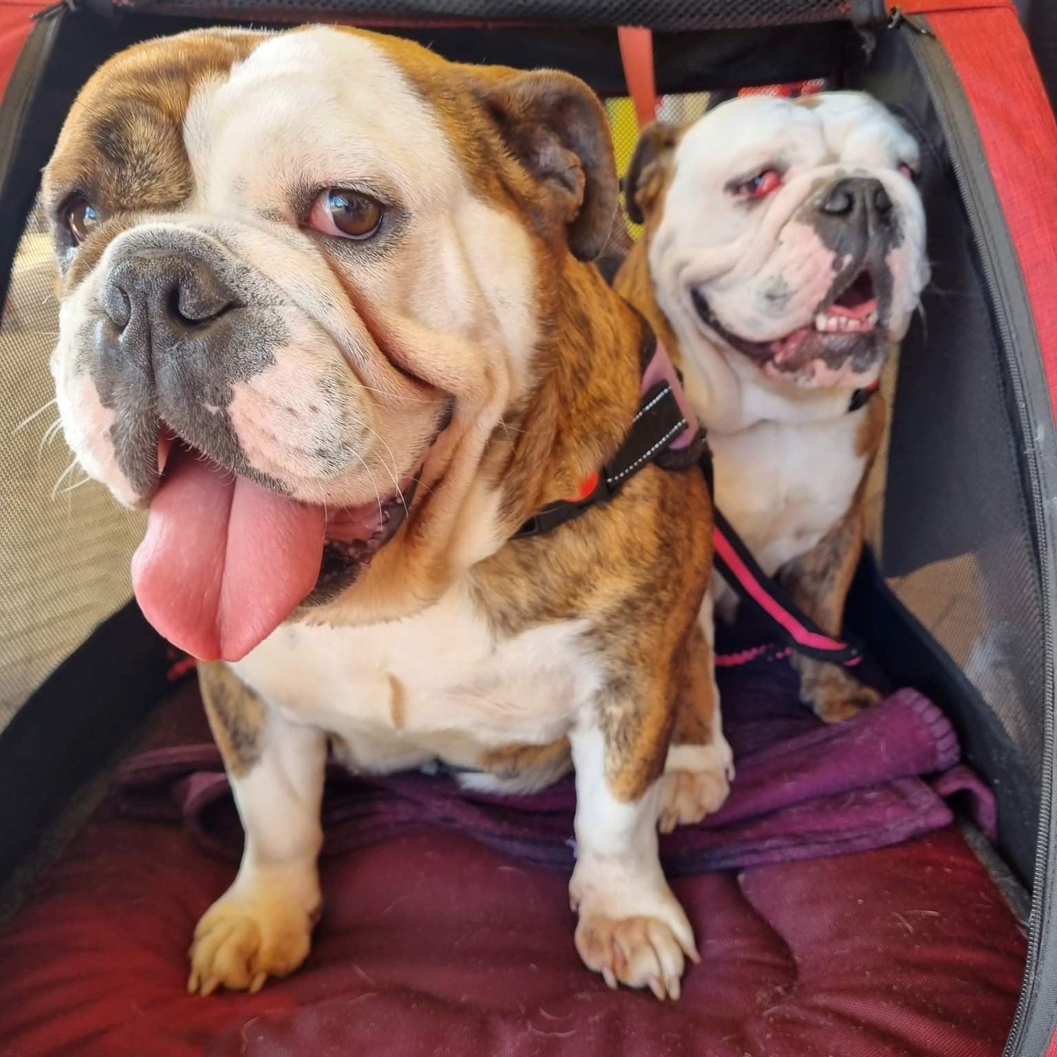 English Bulldogs in Foster - Geordie Bullies Springboard