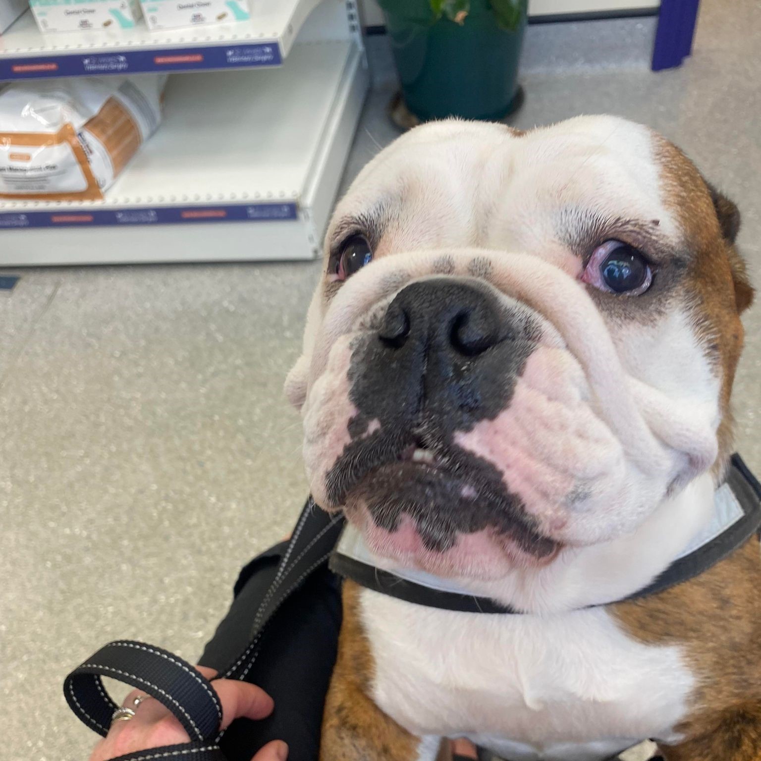 English Bulldogs in Foster - Geordie Bullies Springboard