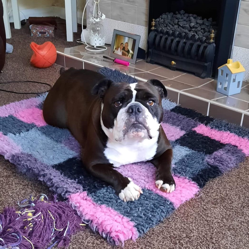 English Bulldogs in Foster - Geordie Bullies Springboard
