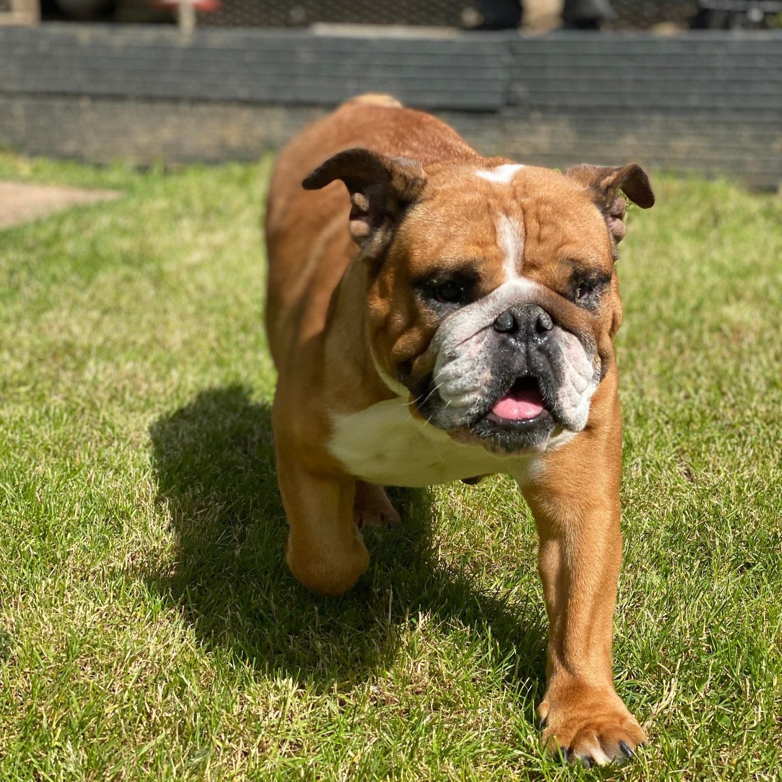 English Bulldogs in Foster - Geordie Bullies Springboard