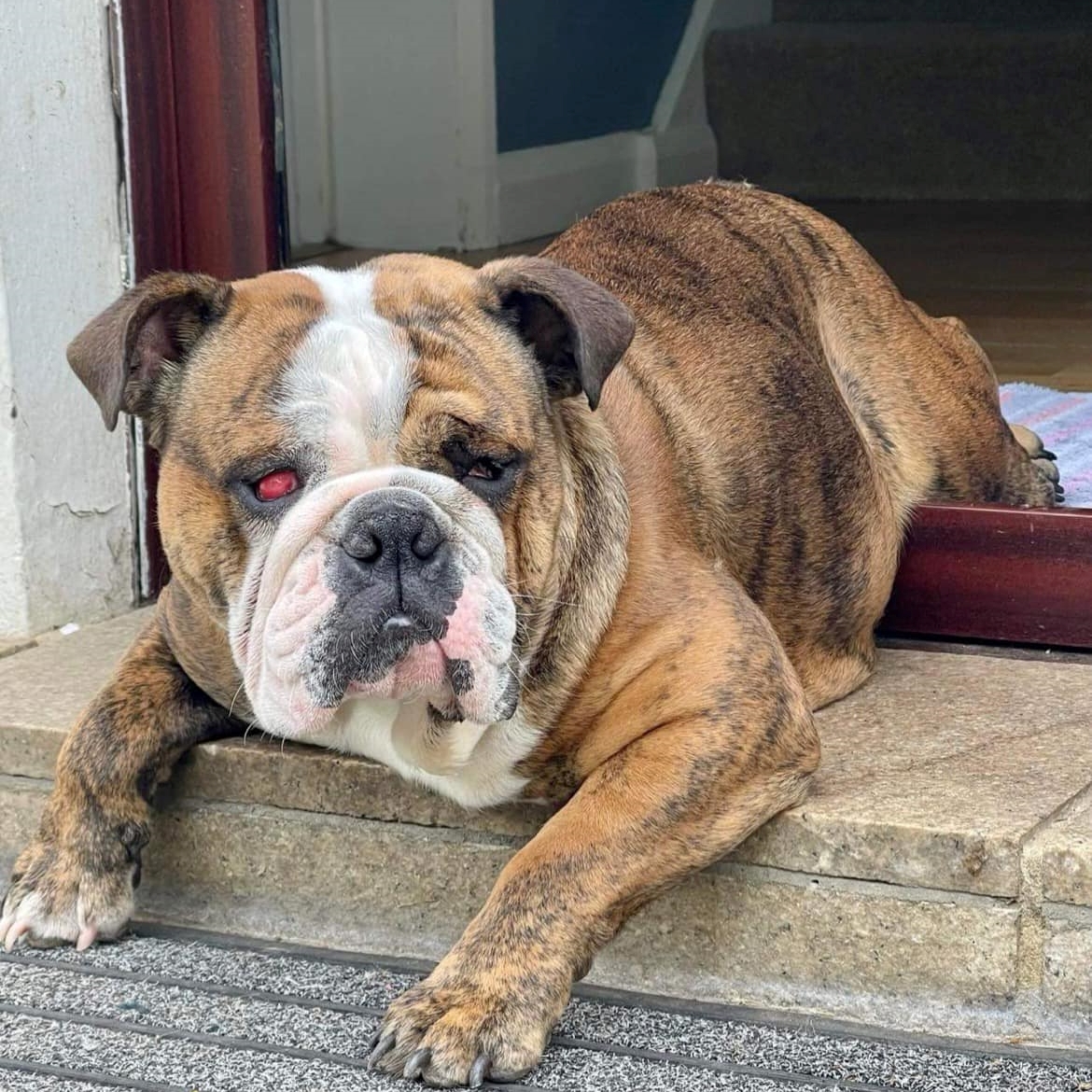 English Bulldogs in Foster - Geordie Bullies Springboard