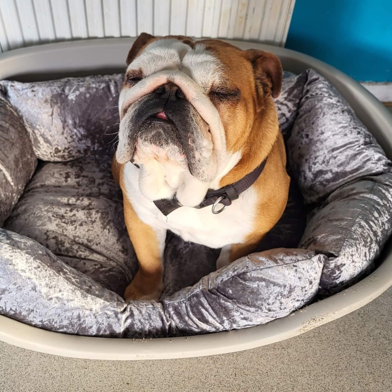 English Bulldogs in Foster - Geordie Bullies Springboard