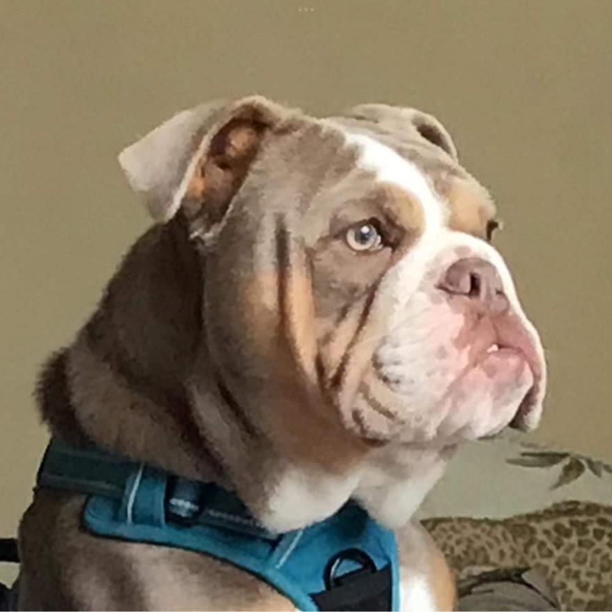 English Bulldogs in Foster - Geordie Bullies Springboard