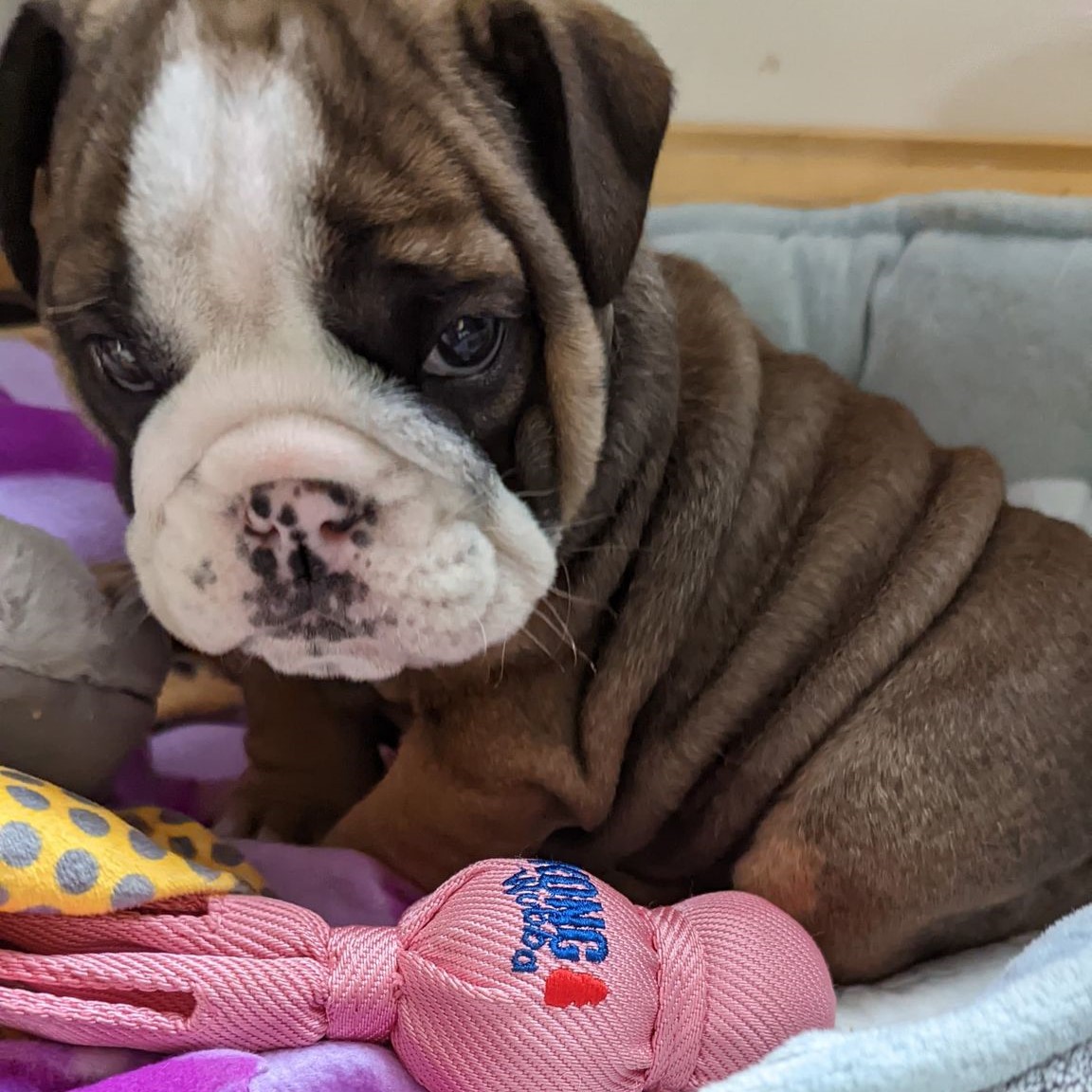English Bulldogs in Foster - Geordie Bullies Springboard