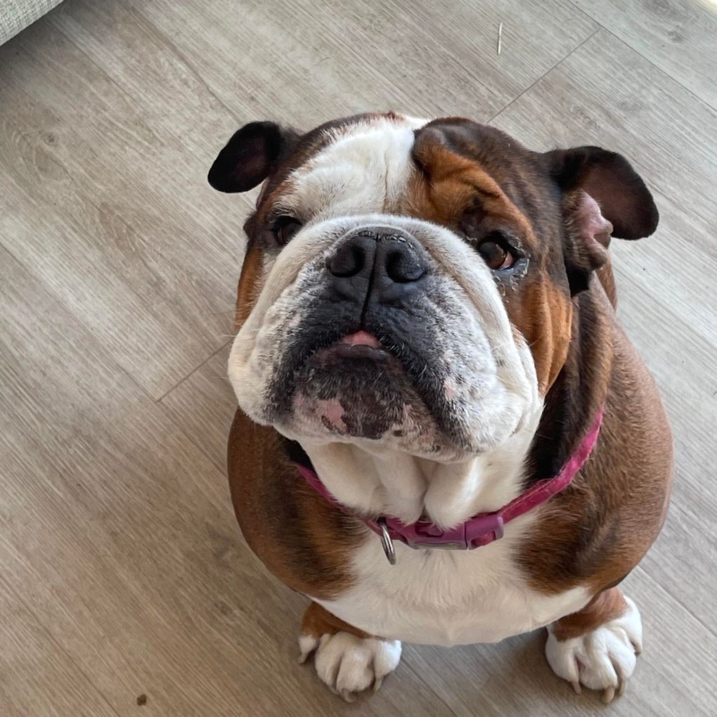 English Bulldogs in Foster - Geordie Bullies Springboard