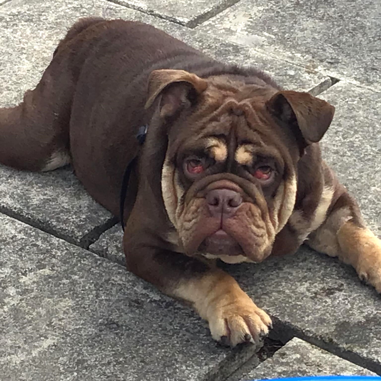 English Bulldogs in Foster - Geordie Bullies Springboard