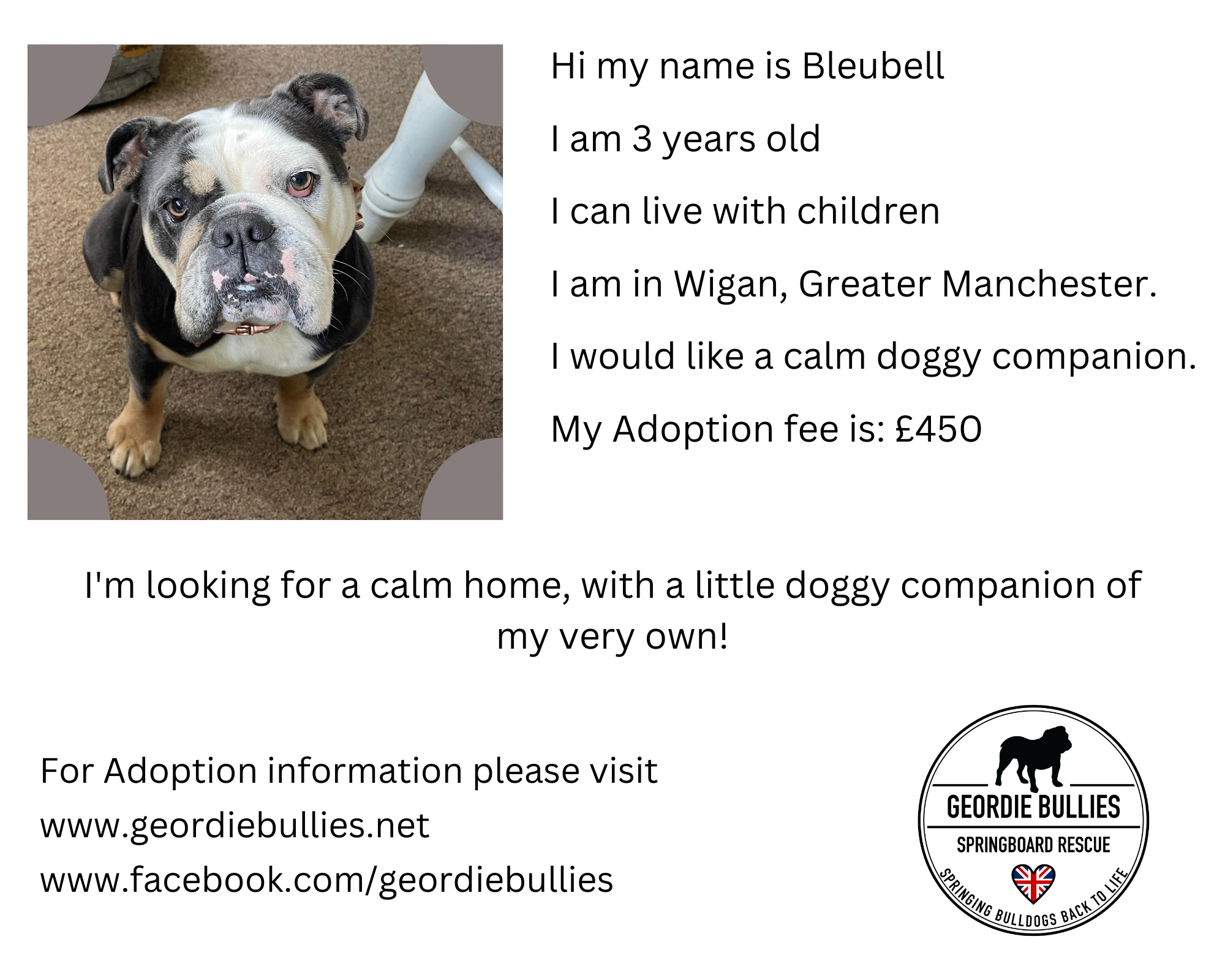 English Bulldogs in Foster - Geordie Bullies Springboard