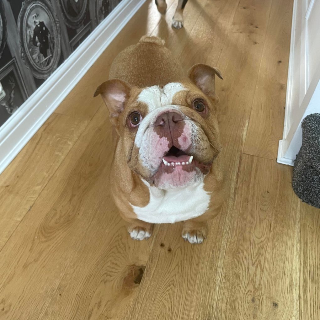 English Bulldogs in Foster - Geordie Bullies Springboard