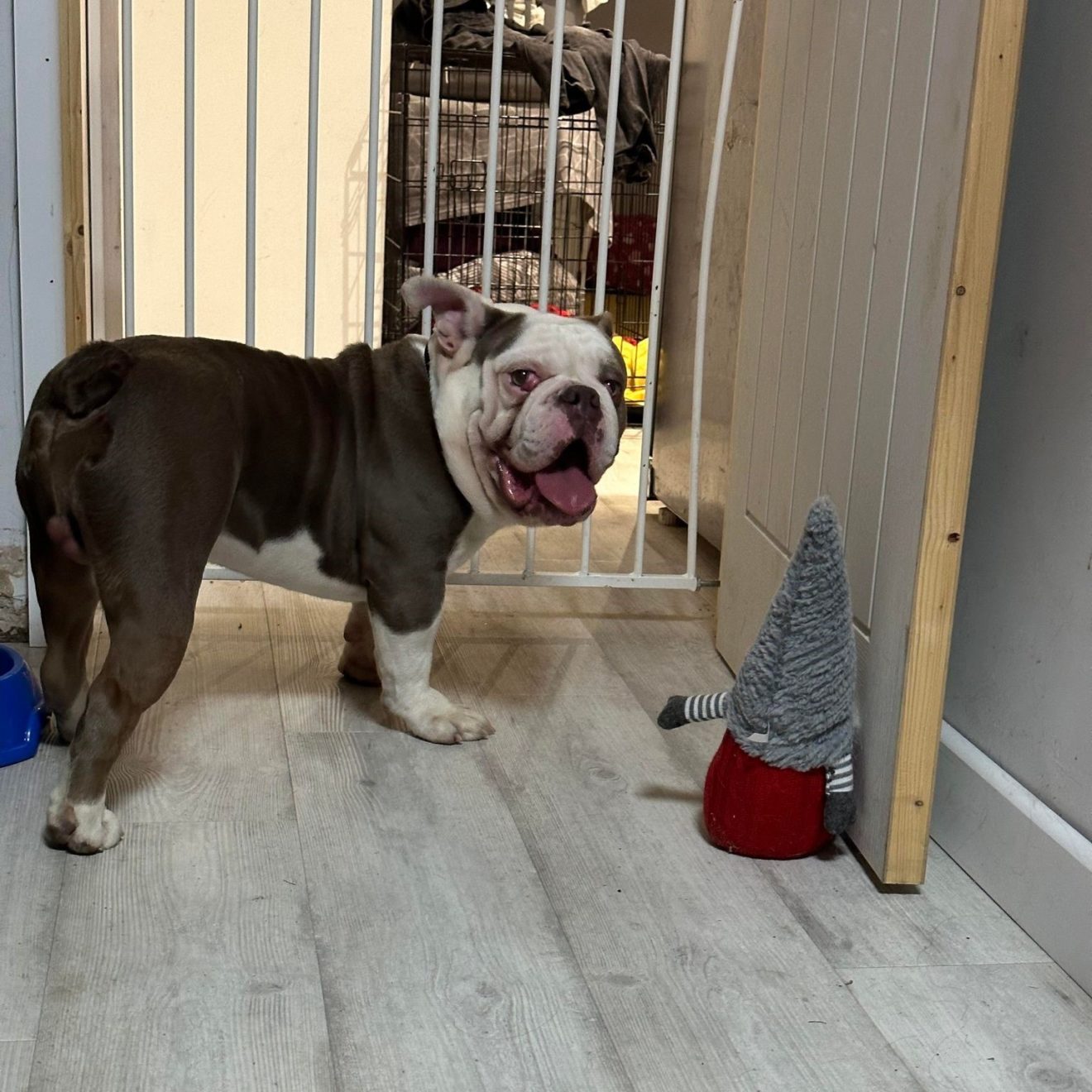 English Bulldogs in Foster - Geordie Bullies Springboard