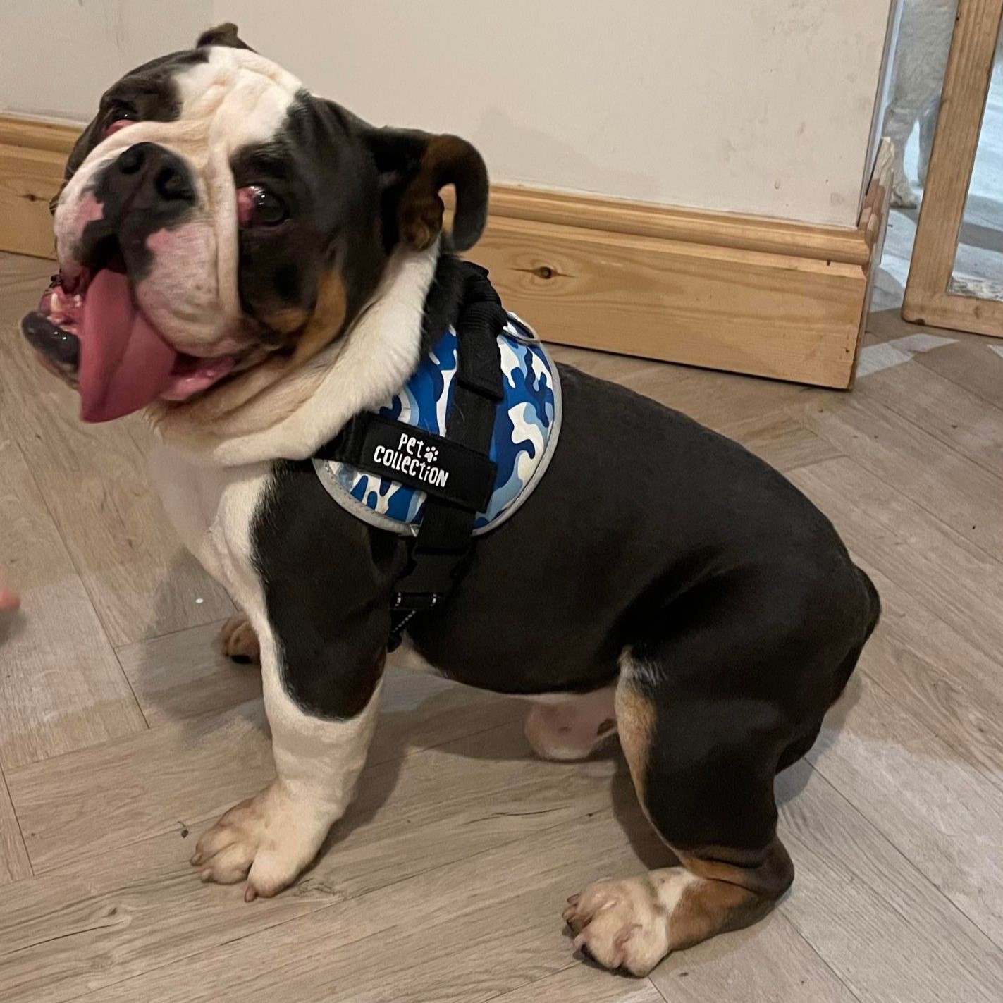 English Bulldogs in Foster - Geordie Bullies Springboard