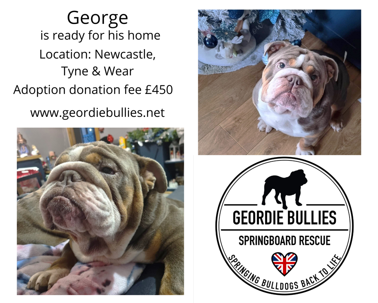 George - Now Adopted! - Geordie Bullies Springboard