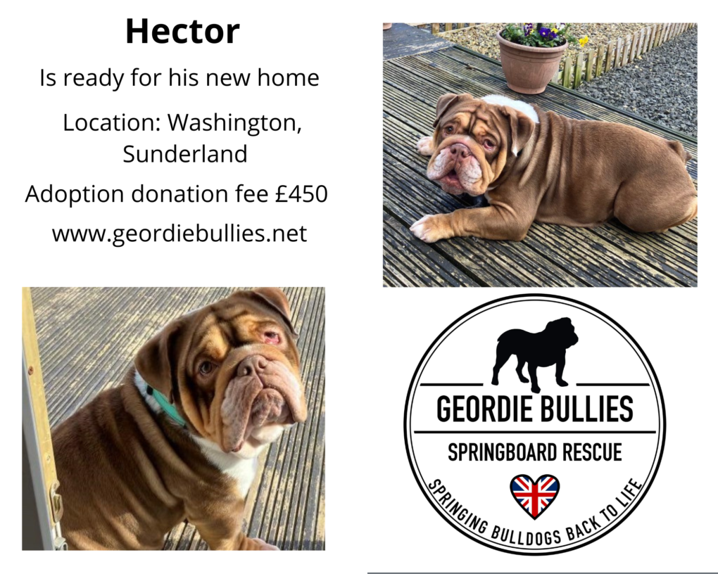 Hector -Now Adopted! - Geordie Bullies Springboard