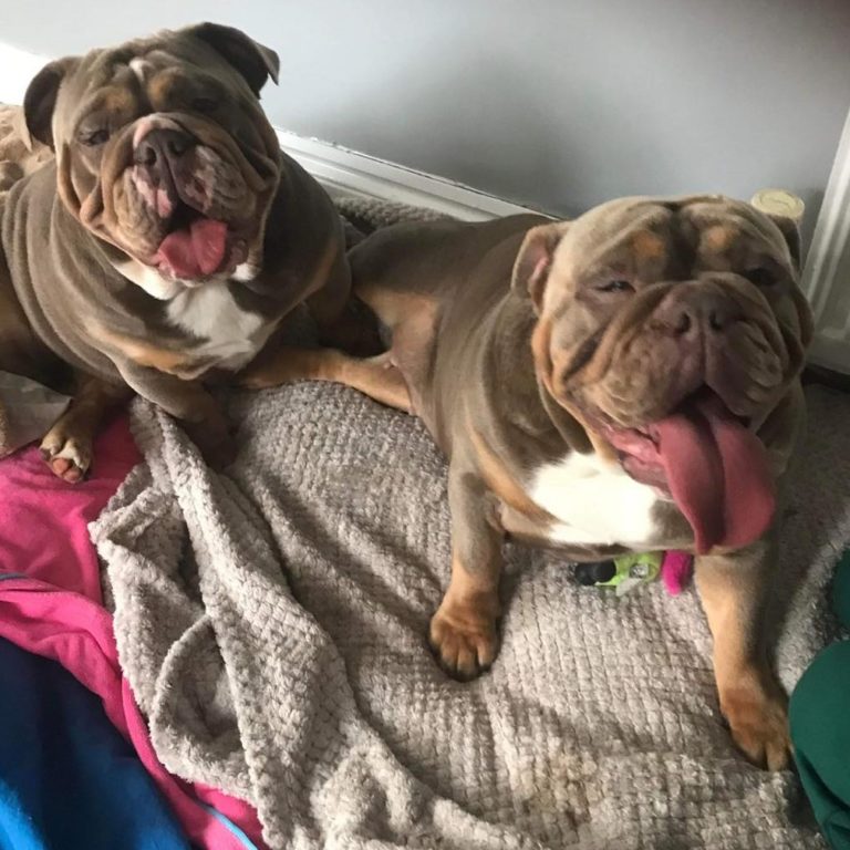 English Bulldogs in Foster - Geordie Bullies Springboard