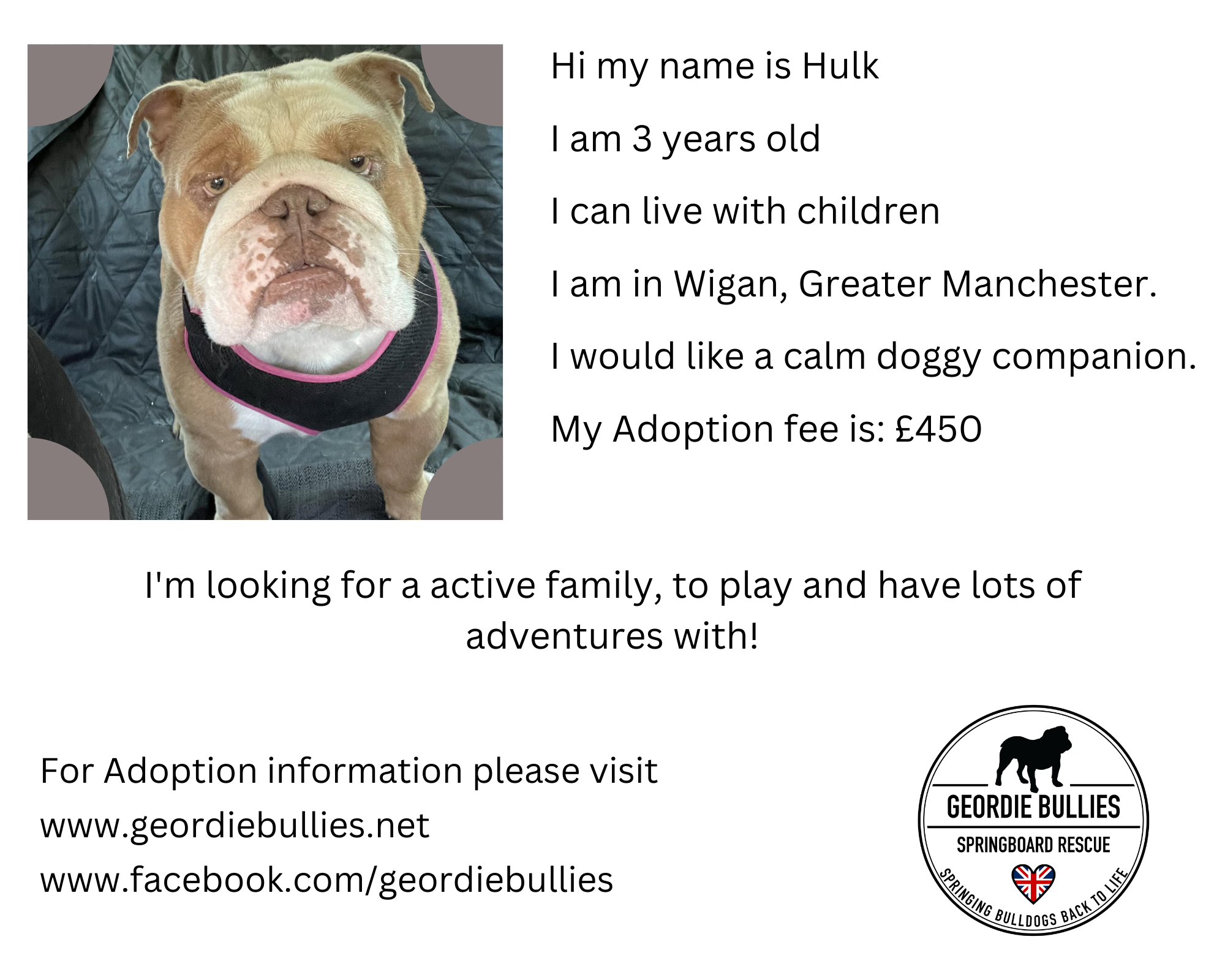 Hulk - Now Adopted! - Geordie Bullies Springboard