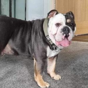 Geordie Bullies Springboard - Bulldog Rescue in the UK