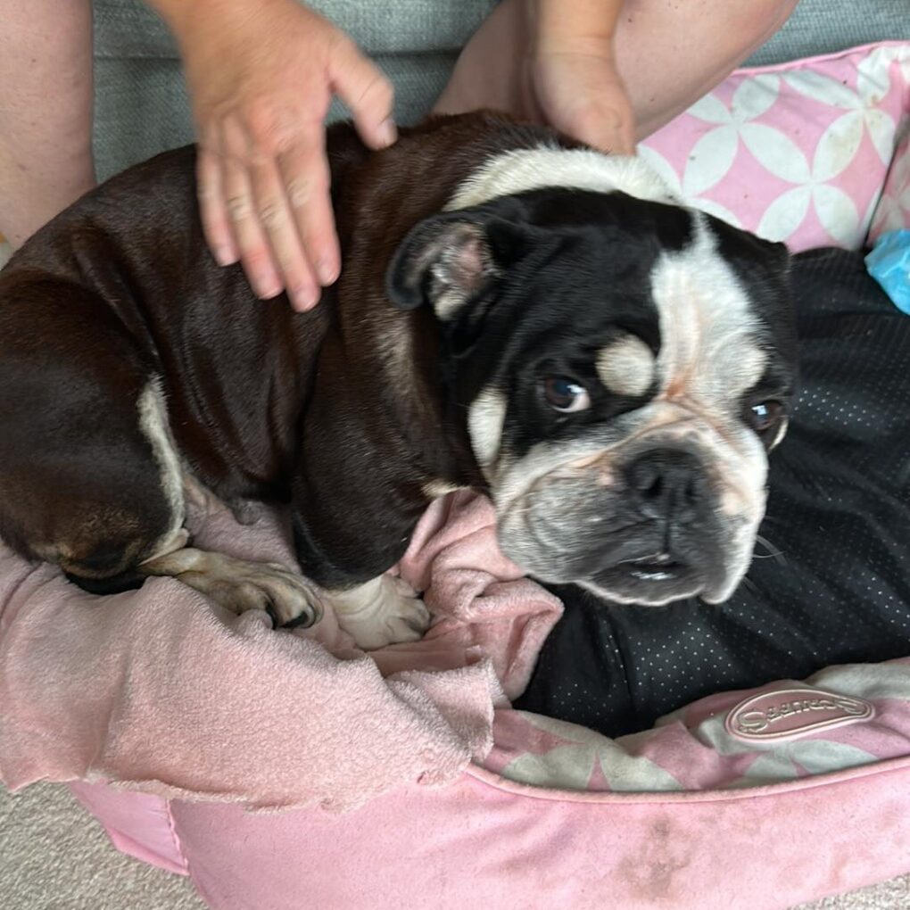 English Bulldogs in Foster - Geordie Bullies Springboard