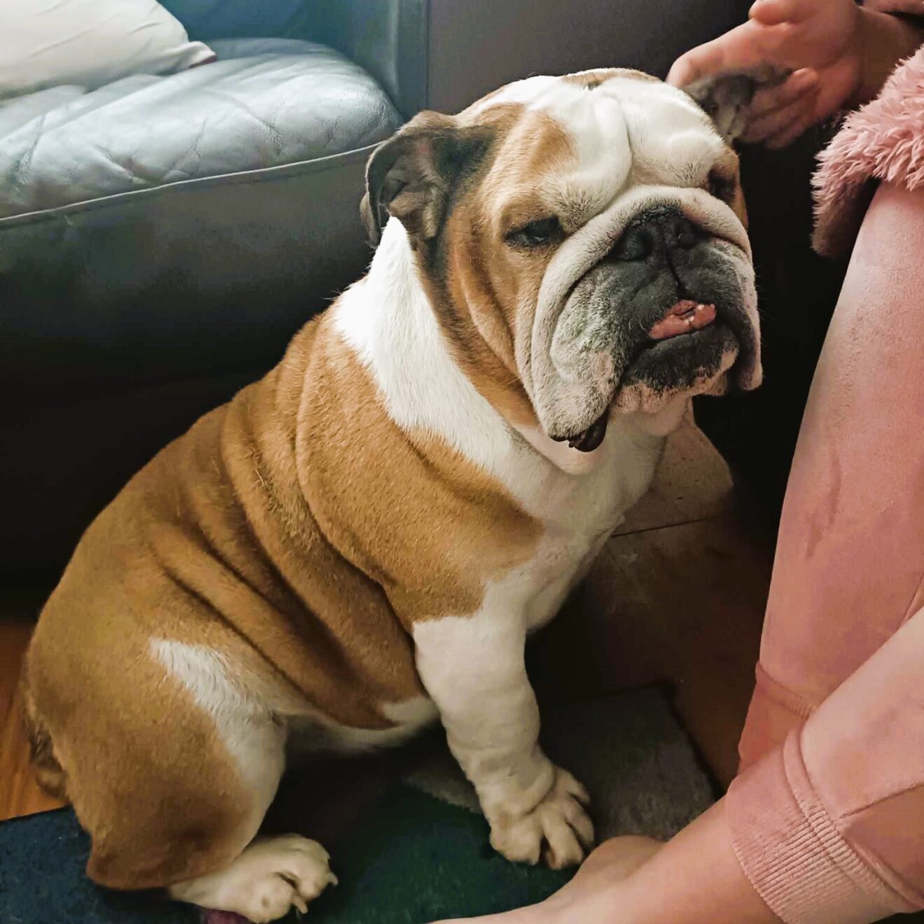 English Bulldogs in Foster - Geordie Bullies Springboard