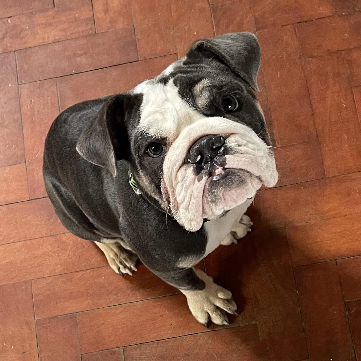 English Bulldogs in Foster - Geordie Bullies Springboard