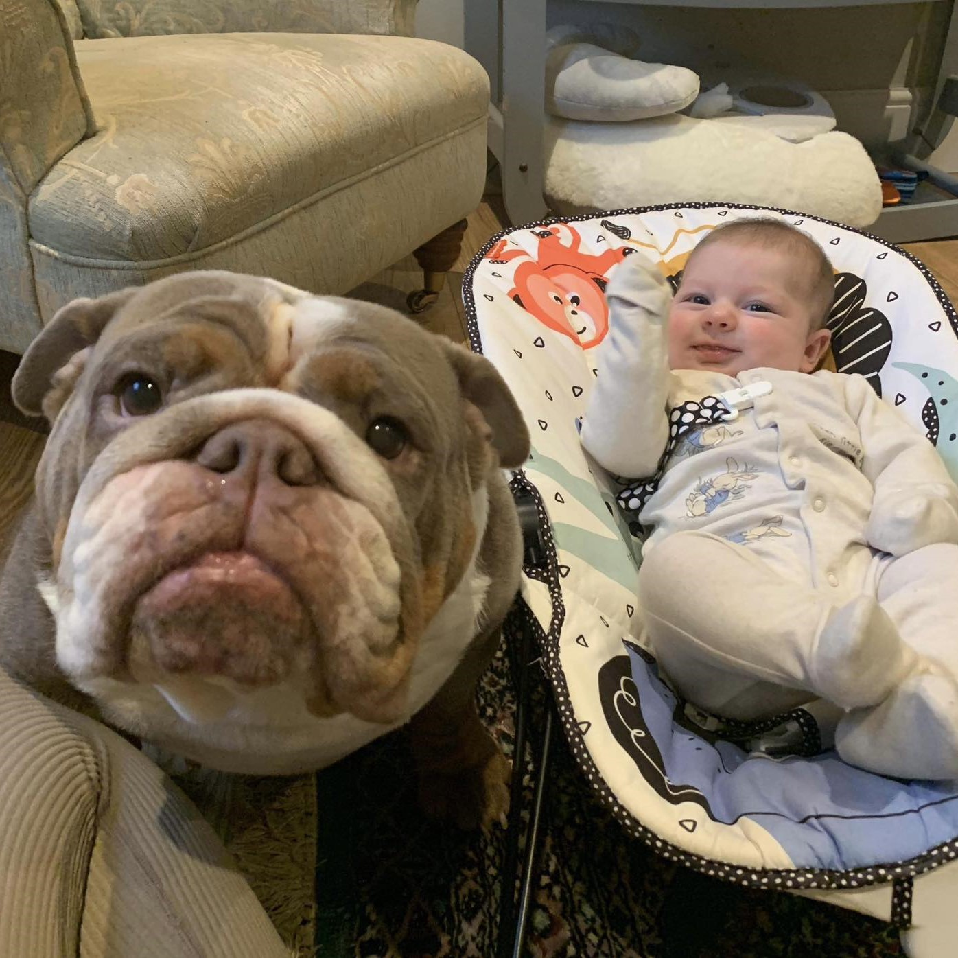 Tink - Now adopted! - Geordie Bullies Springboard