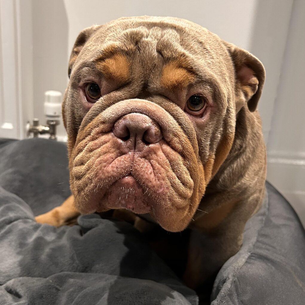 English Bulldogs in Foster - Geordie Bullies Springboard