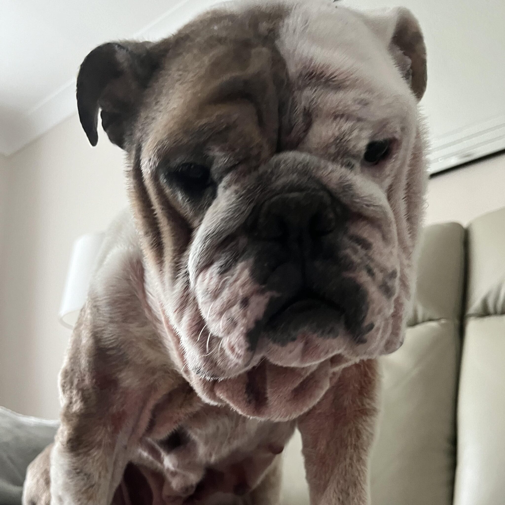 English Bulldogs in Foster - Geordie Bullies Springboard