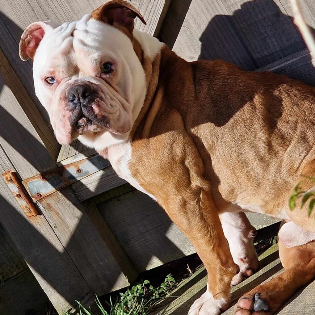 English Bulldogs in Foster - Geordie Bullies Springboard