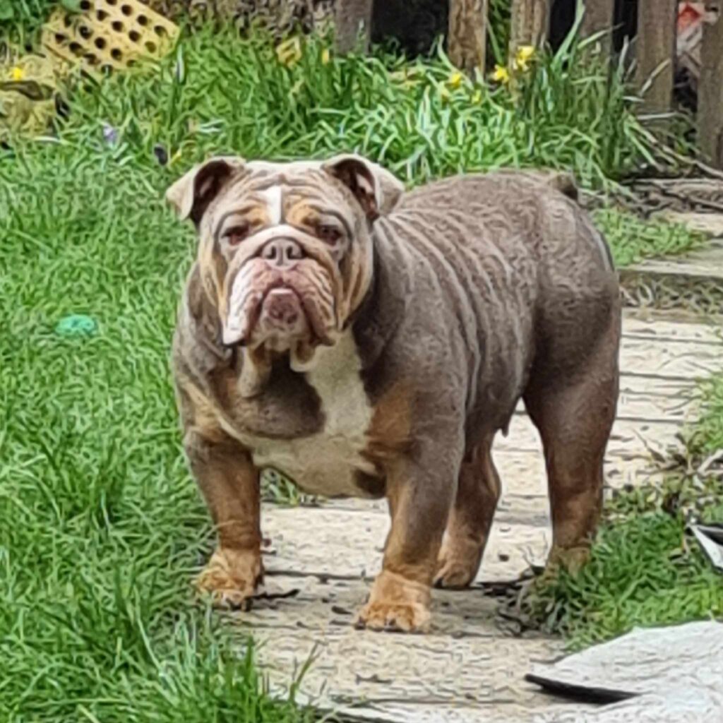 English Bulldogs in Foster - Geordie Bullies Springboard